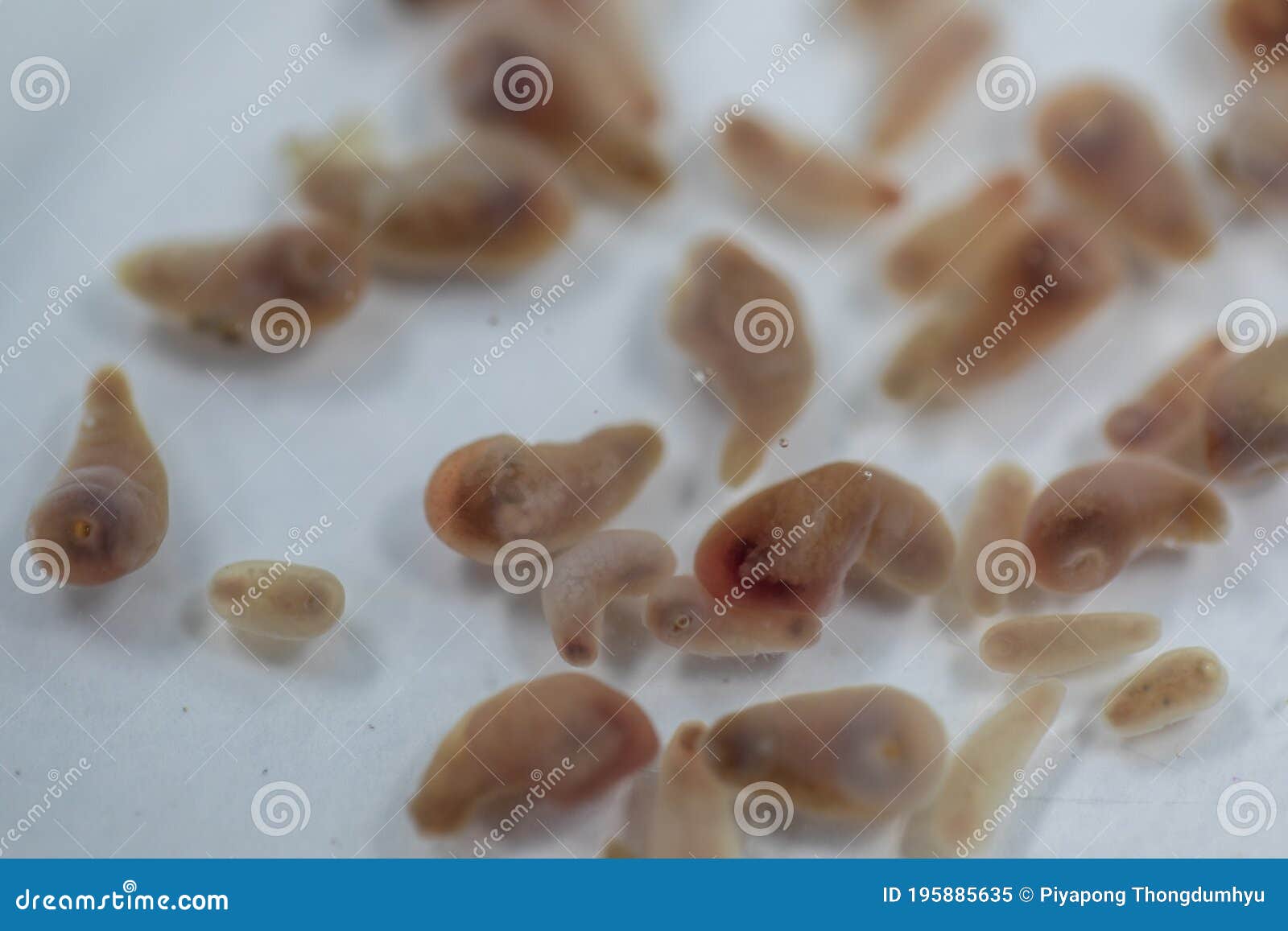 The Study Parasite or Worms is a Freshwater Fish Parasite in Laboratory ...