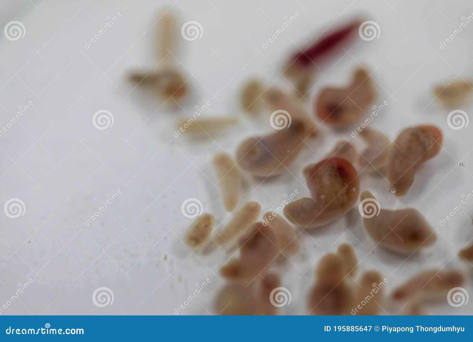 The Study Parasite or Worms is a Freshwater Fish Parasite in Laboratory ...