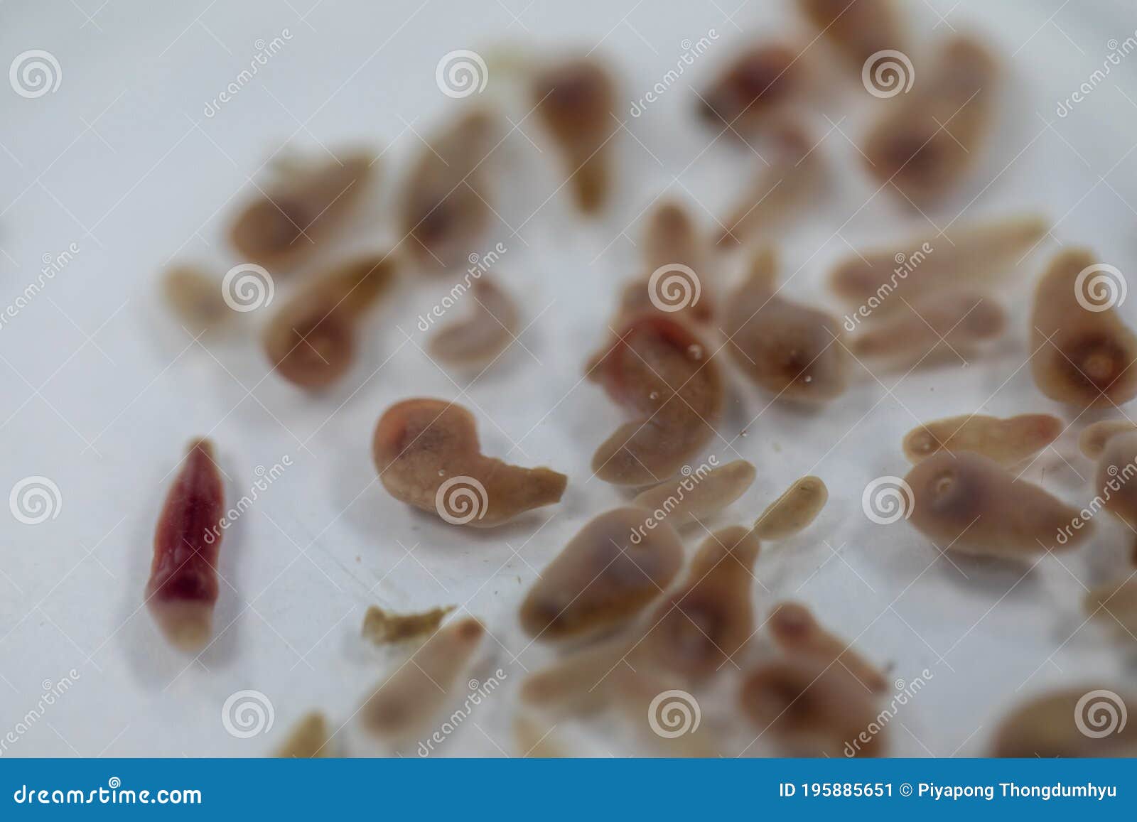 The Study Parasite or Worms is a Freshwater Fish Parasite in Laboratory ...
