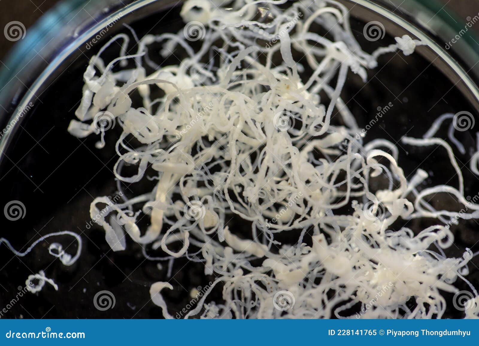 The Study Parasite or Worms is a Freshwater Fish Parasite in Laboratory ...