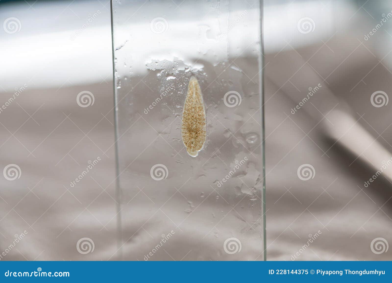 The Study Parasite or Worms is a Freshwater Fish Parasite in Laboratory ...