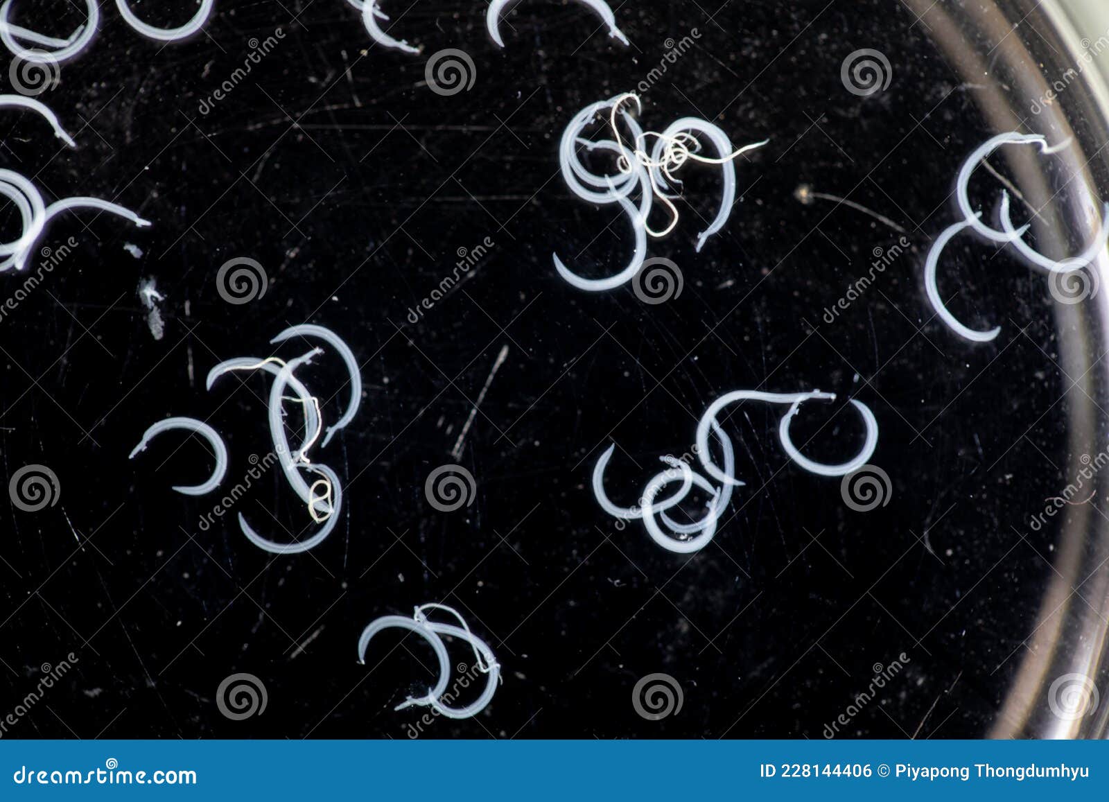 The Study Parasite or Worms is a Freshwater Fish Parasite in Laboratory ...