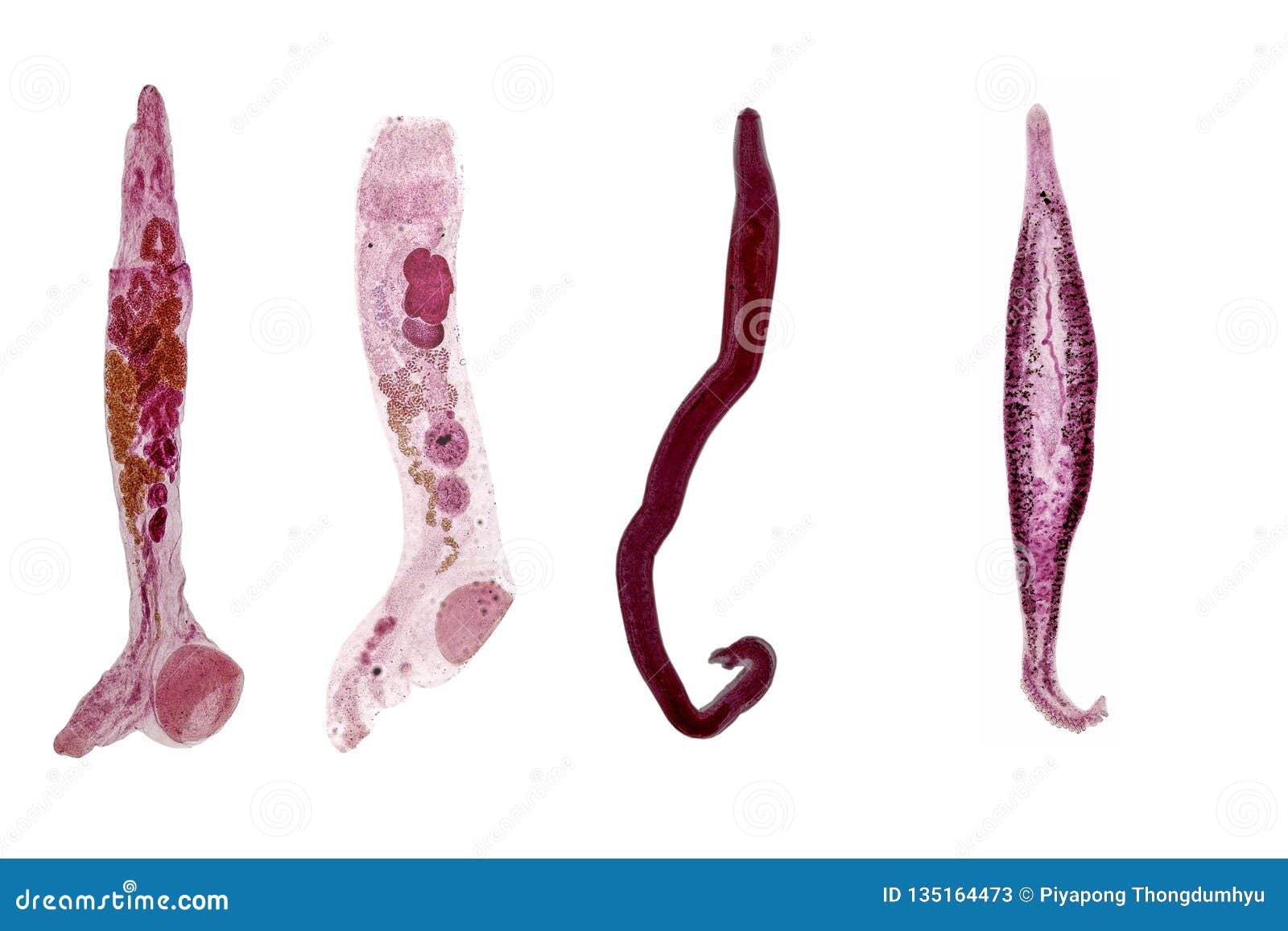 Study Of Parasitic And Anatomical Pathology In Laboratory. Stock Image ...