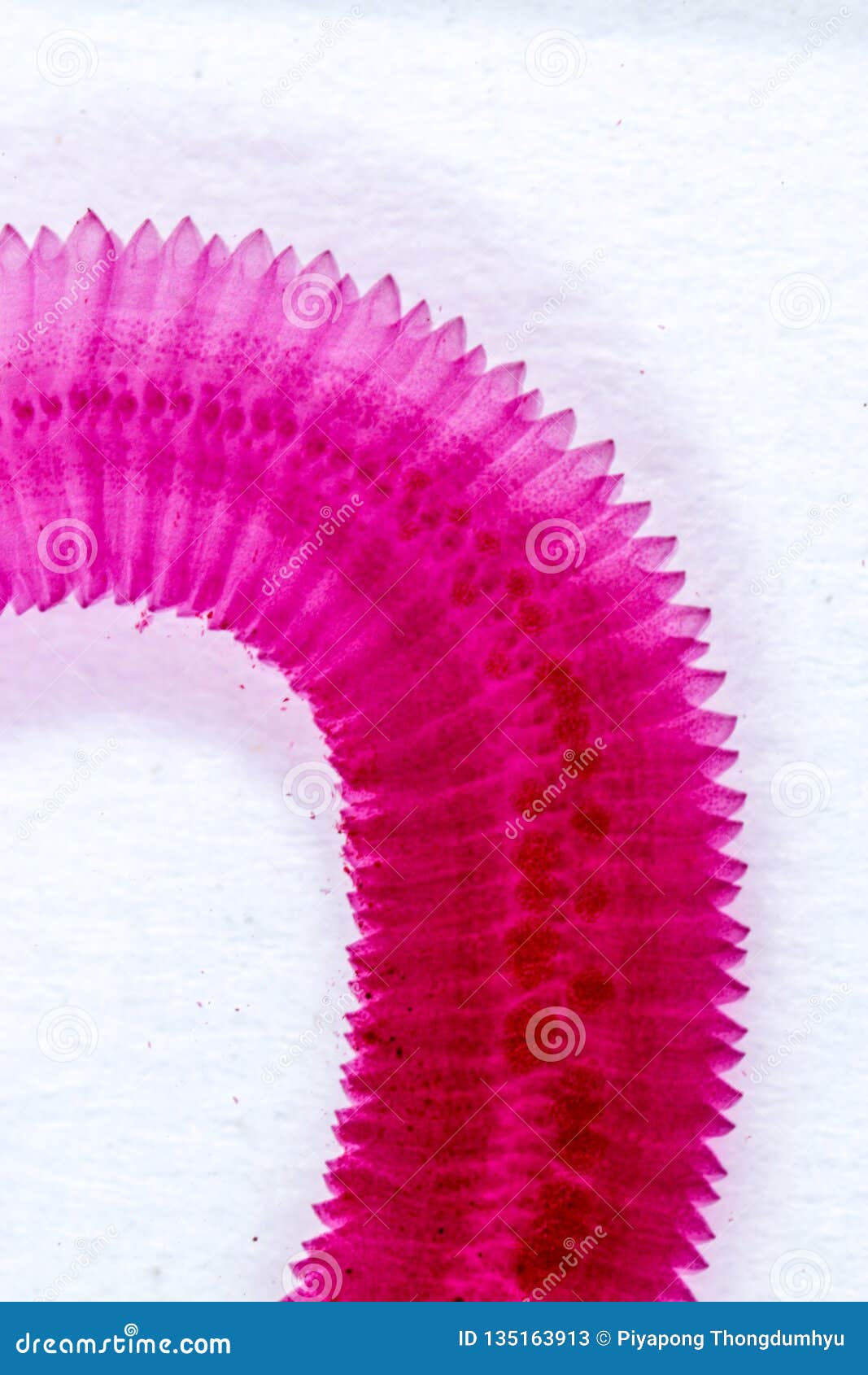 Study Of Parasitic And Anatomical Pathology In Laboratory. Stock Image ... Study Of Parasitic And Anatomical Pathology In Laboratory. Stock Image ...