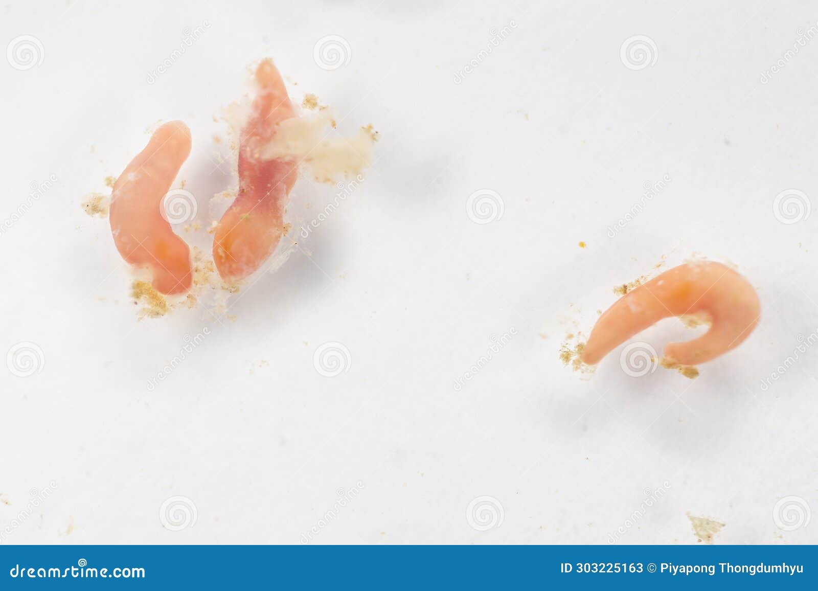 Parasitic Helminths (Trematodes) of Marine Fishes Under a Microscope ...