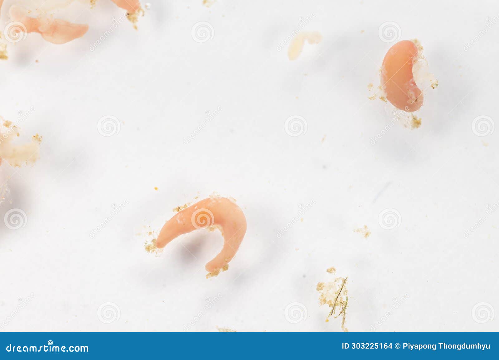 Parasitic Helminths (Trematodes) of Marine Fishes Under a Microscope ...