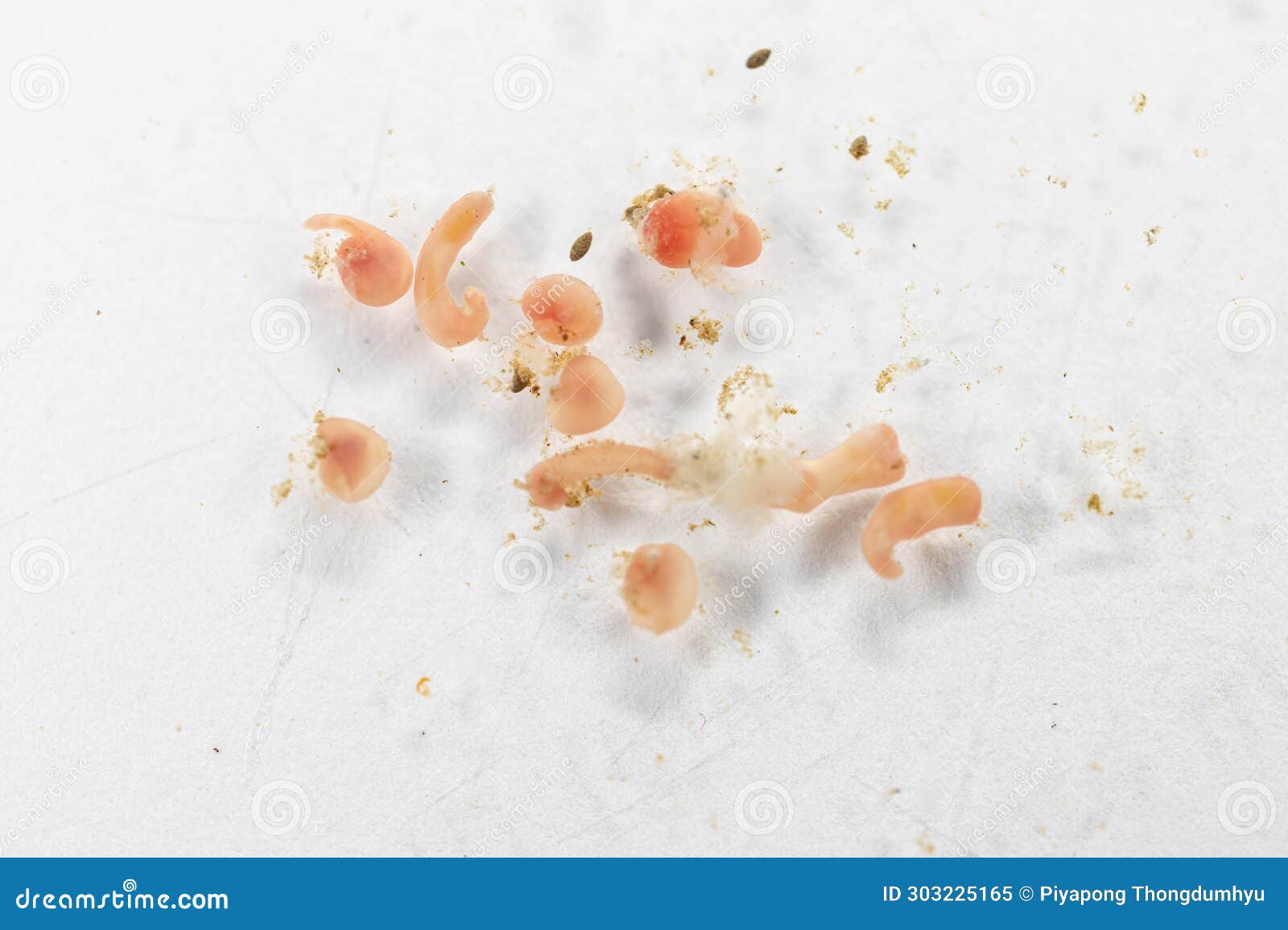 Parasitic Helminths (Trematodes) of Marine Fishes Under a Microscope ...