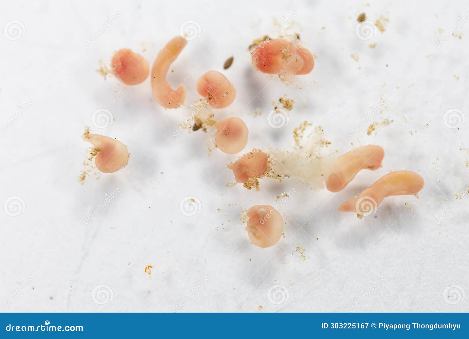 Parasitic Helminths (Trematodes) of Marine Fishes Under a Microscope ...