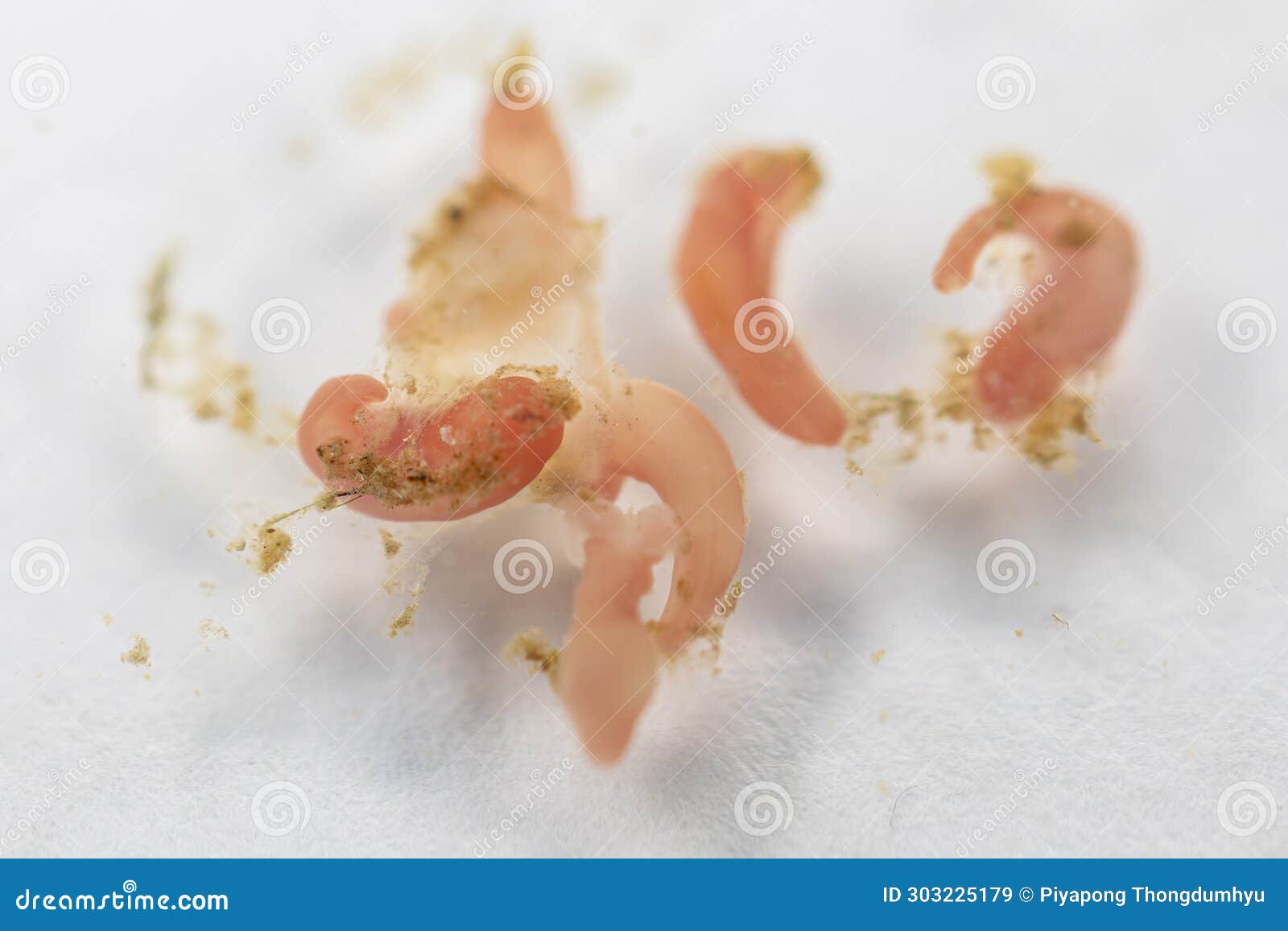 Parasitic Helminths (Trematodes) of Marine Fishes Under a Microscope ...