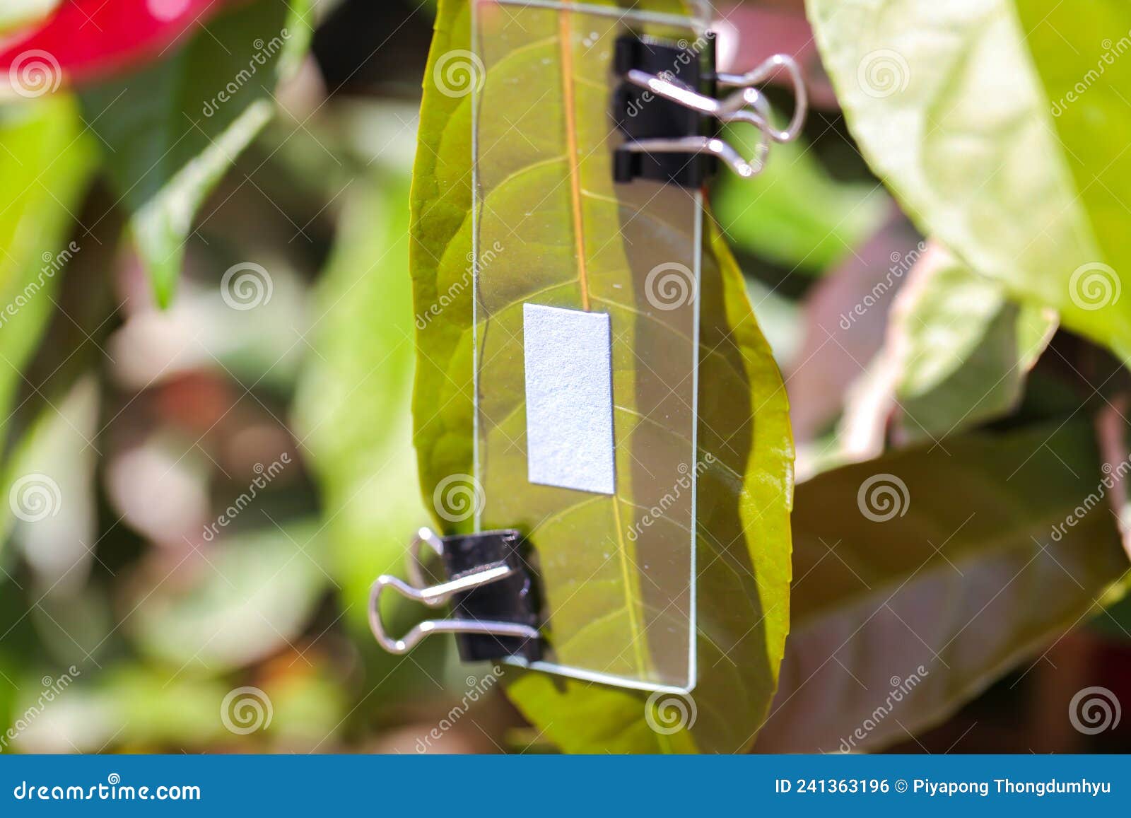 Study of Photosynthesis from Plants in Lab. Stock Photo - Image of ...