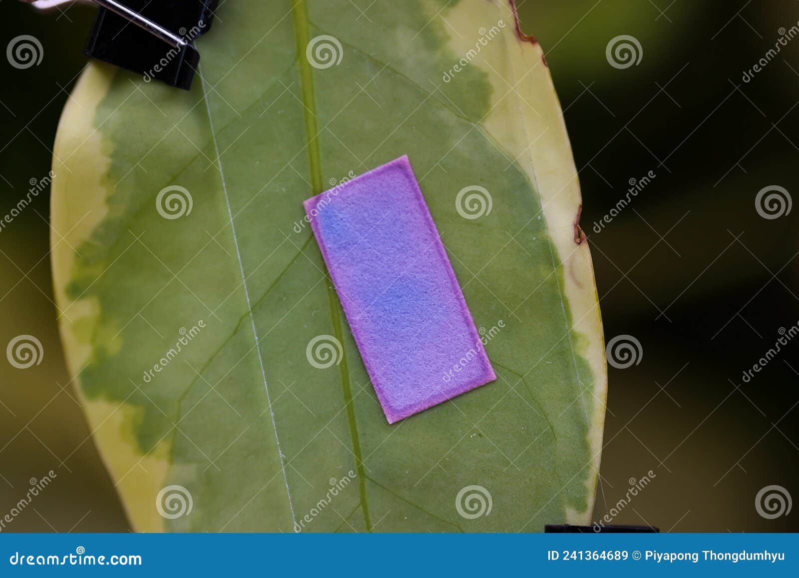 Study of Photosynthesis from Plants in Lab. Stock Image - Image of ...