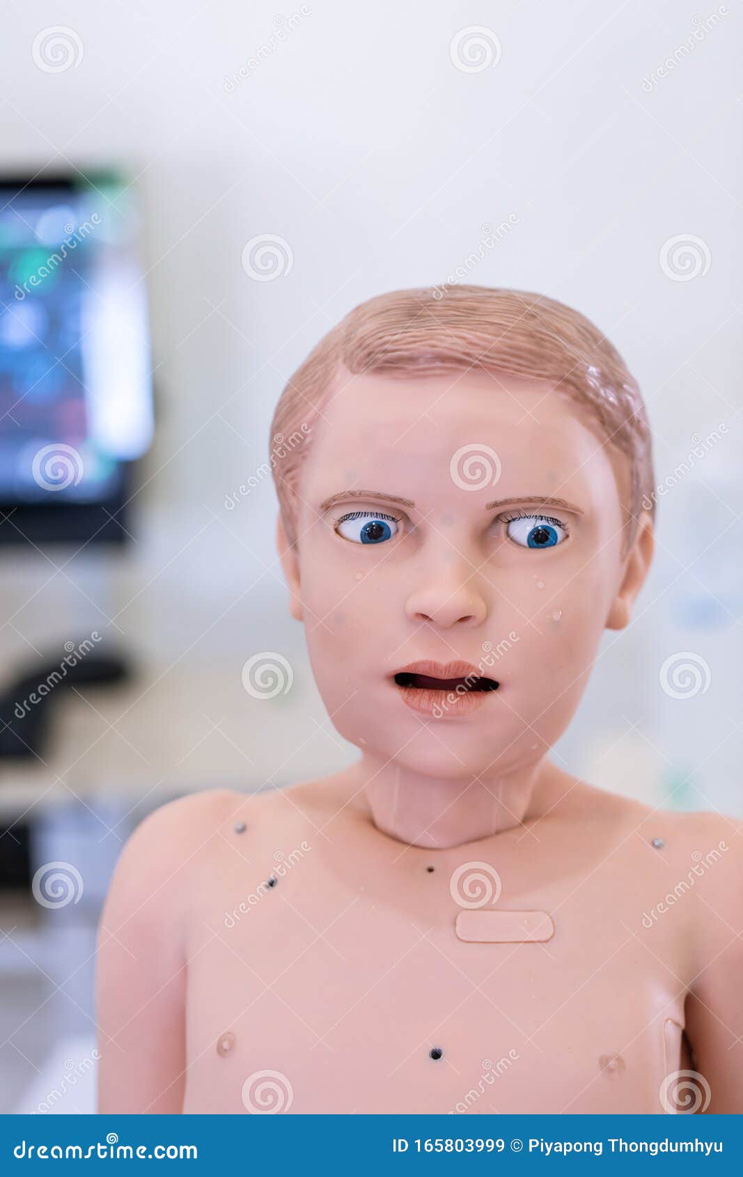 Study of the Physiology of the Model and the Parts of the Human Model ...