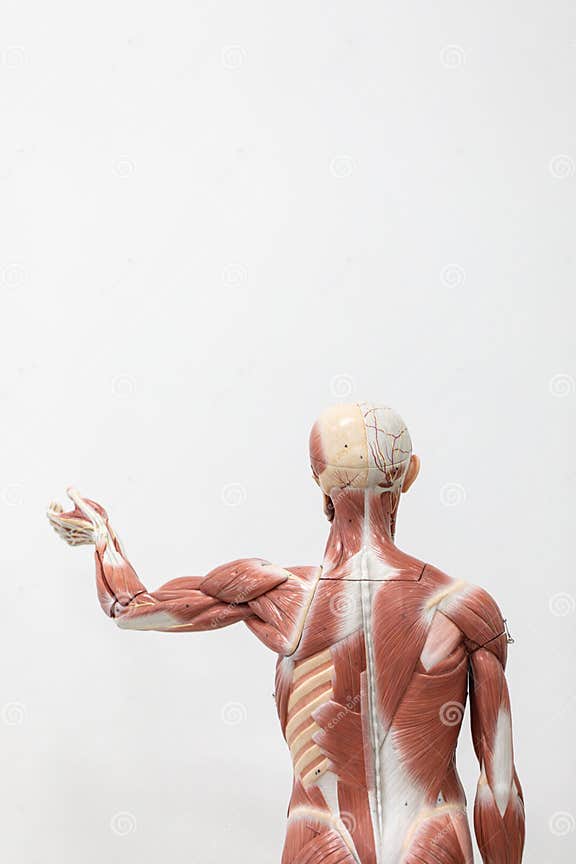 Study of the Physiology of the Model and the Parts of the Human Model ...