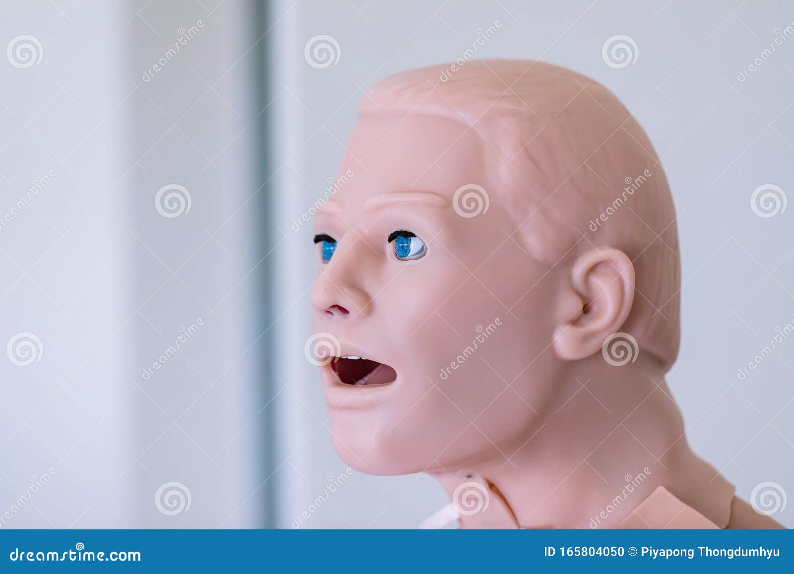 Study of the Physiology of the Model and the Parts of the Human Model ...