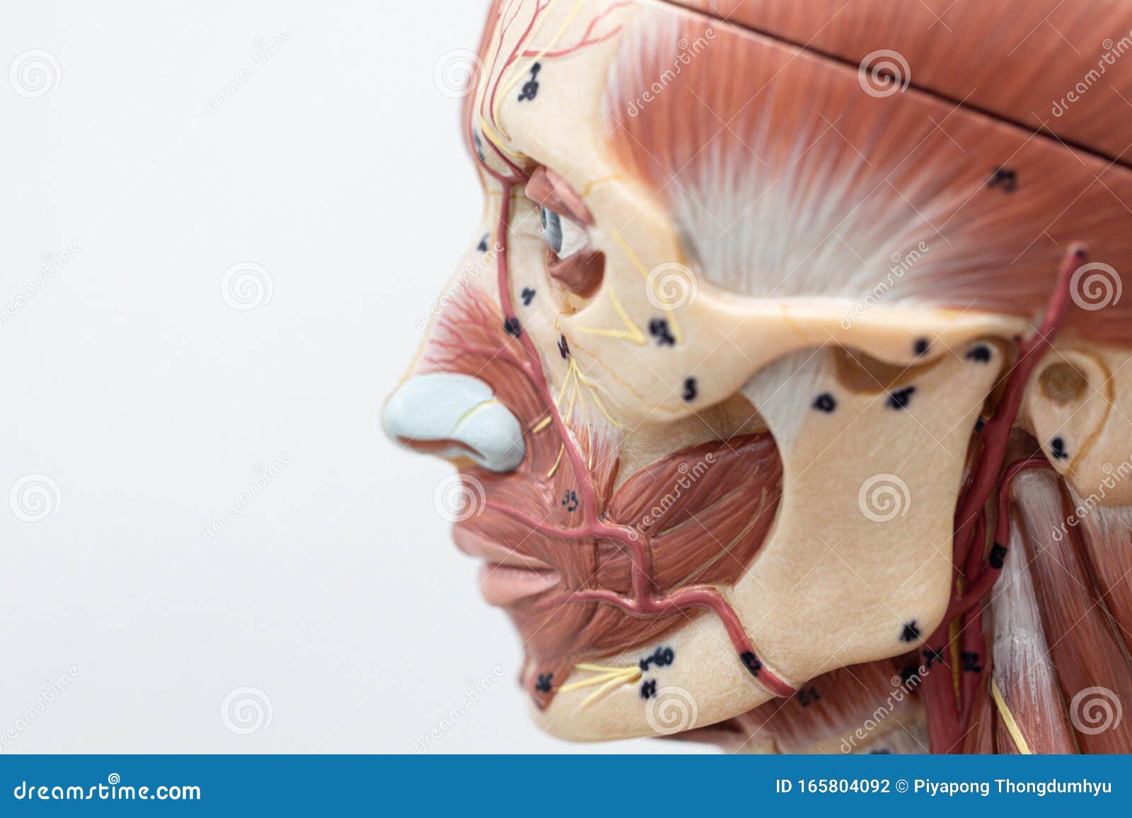 Study of the Physiology of the Model and the Parts of the Human Model ...
