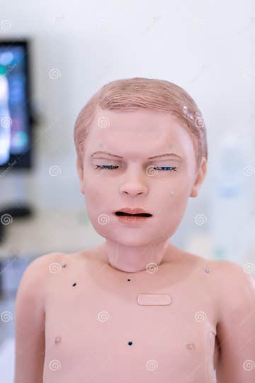 Study of the Physiology of the Model and the Parts of the Human Model ...