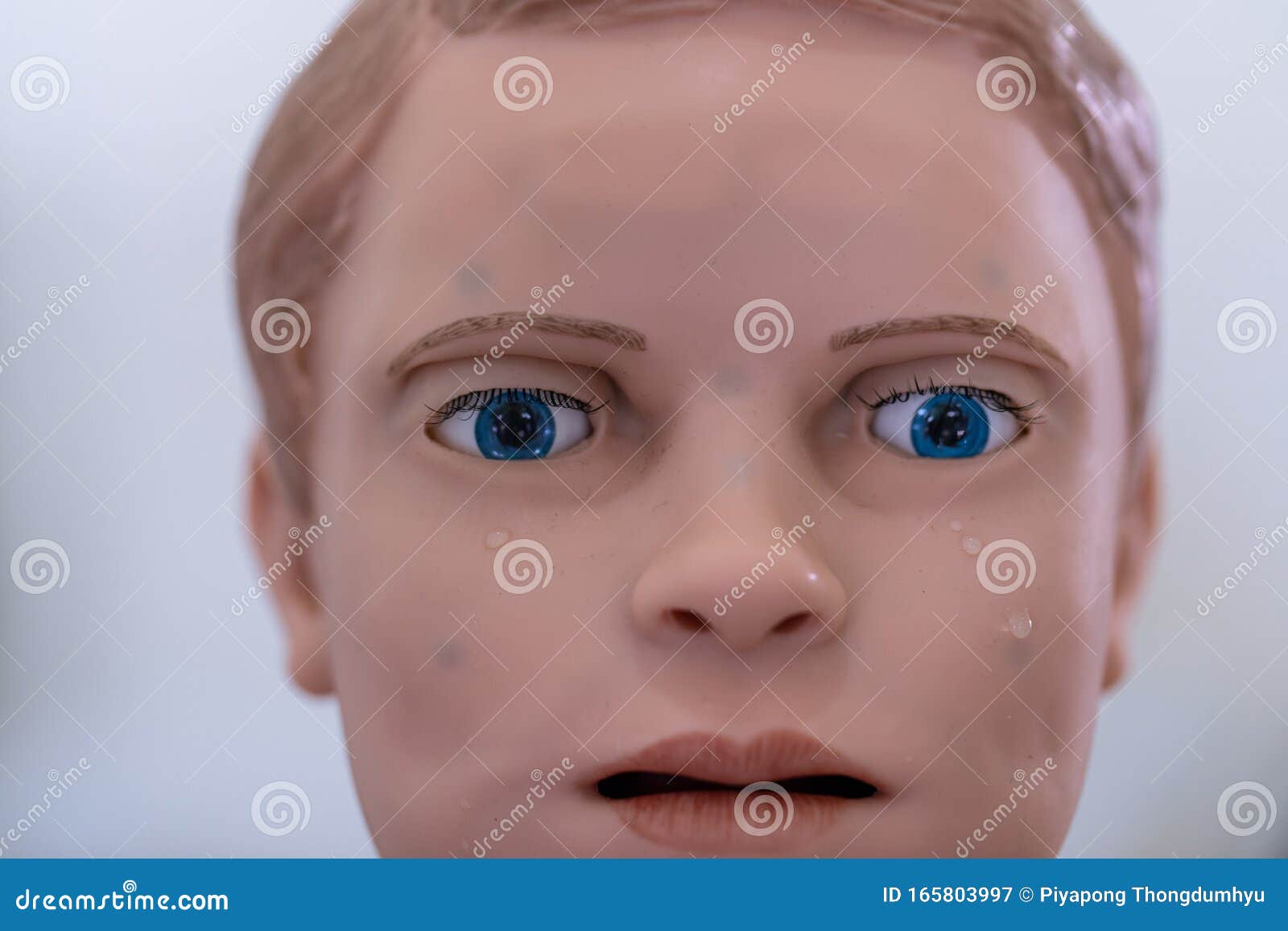 Study of the Physiology of the Model and the Parts of the Human Model ...