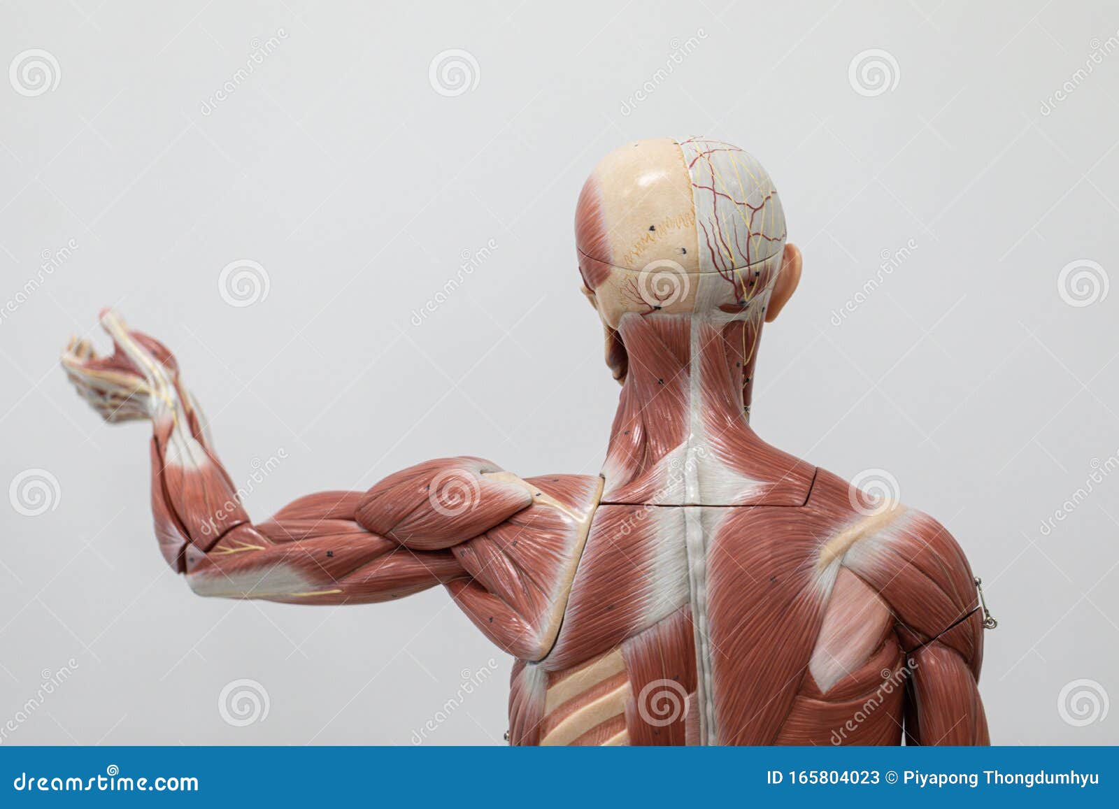 Study of the Physiology of the Model and the Parts of the Human Model ...