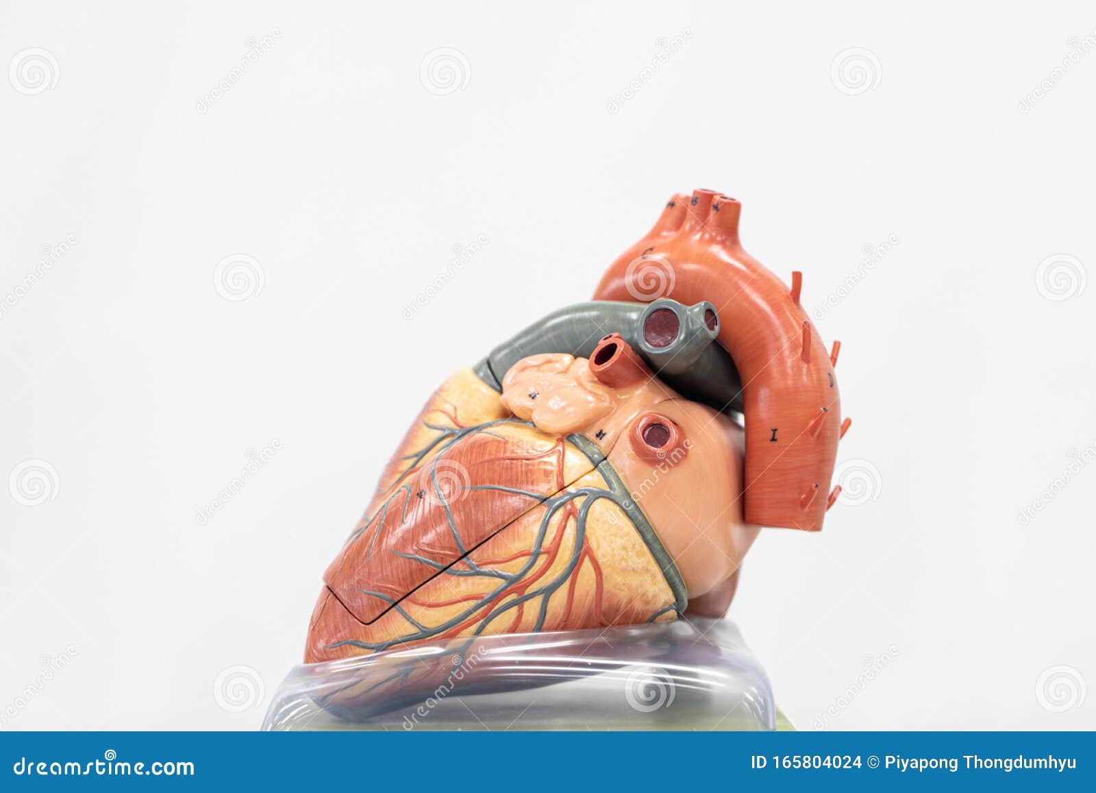 Study of the Physiology of the Model and the Parts of the Human Model ...