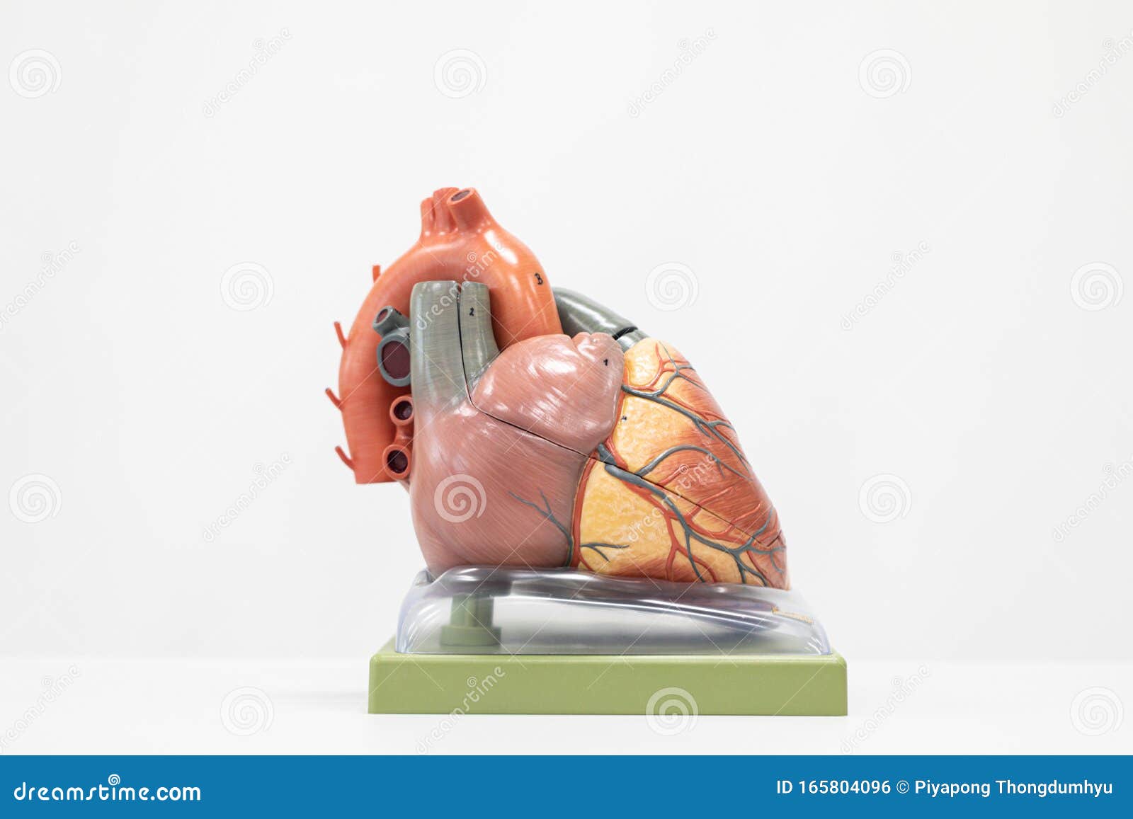 Study of the Physiology of the Model and the Parts of the Human Model ...