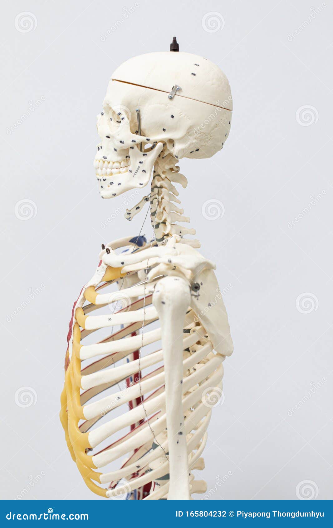 Study of the Physiology of the Model and the Parts of the Human Model ...