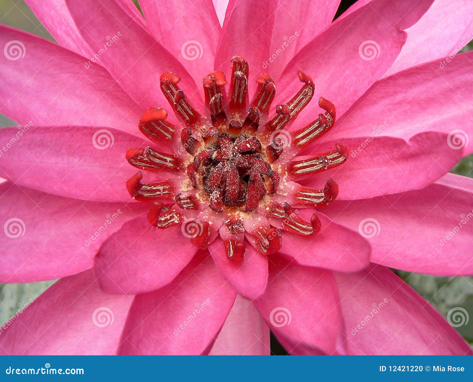 Study in Pink stock photo. Image of freshness, nature - 12421220