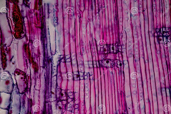Plant Tissues Under the Microscope in the Laboratory. Stock Photo ...