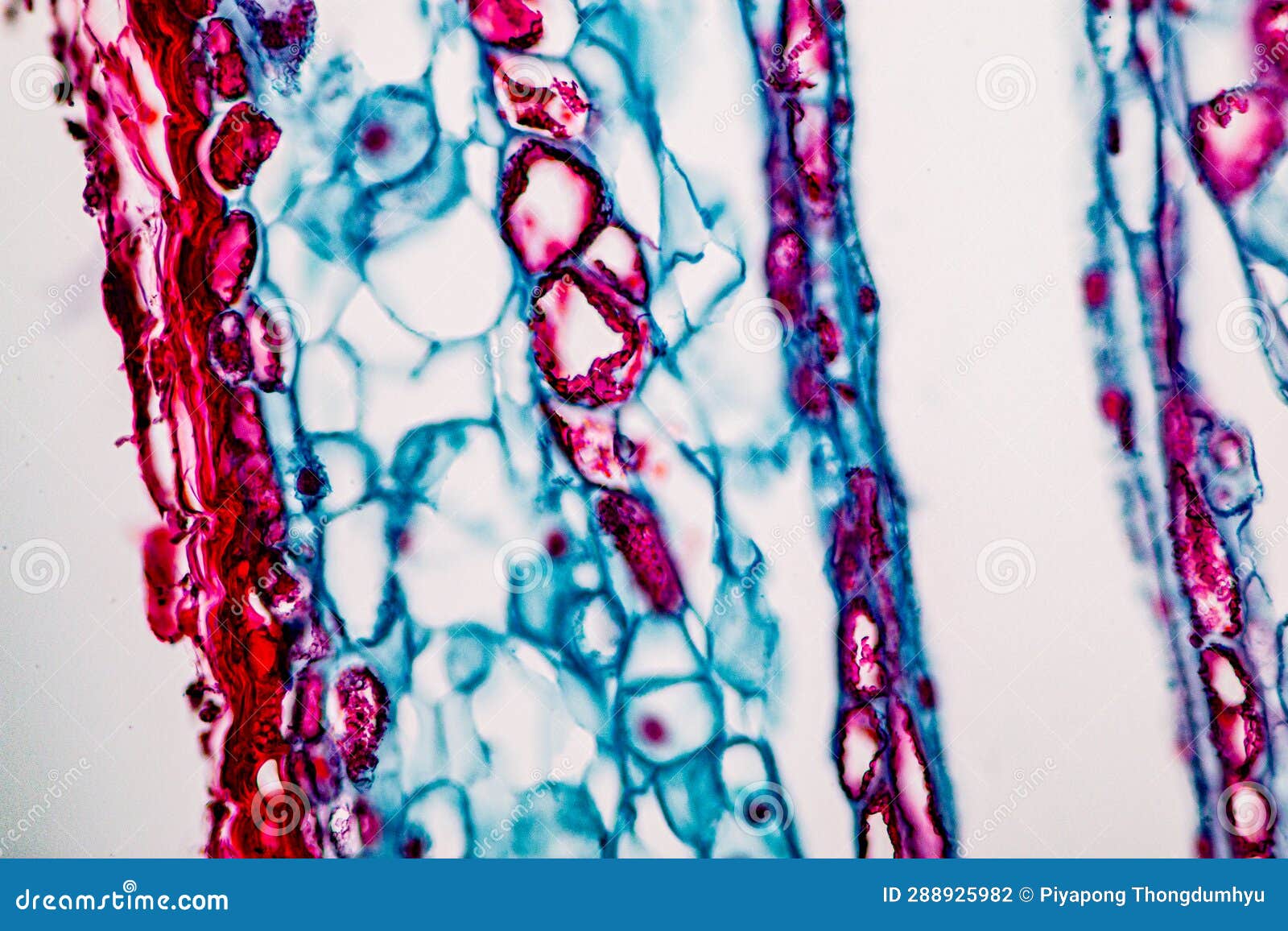 Plant Tissues Under the Microscope in the Laboratory. Stock Photo ...