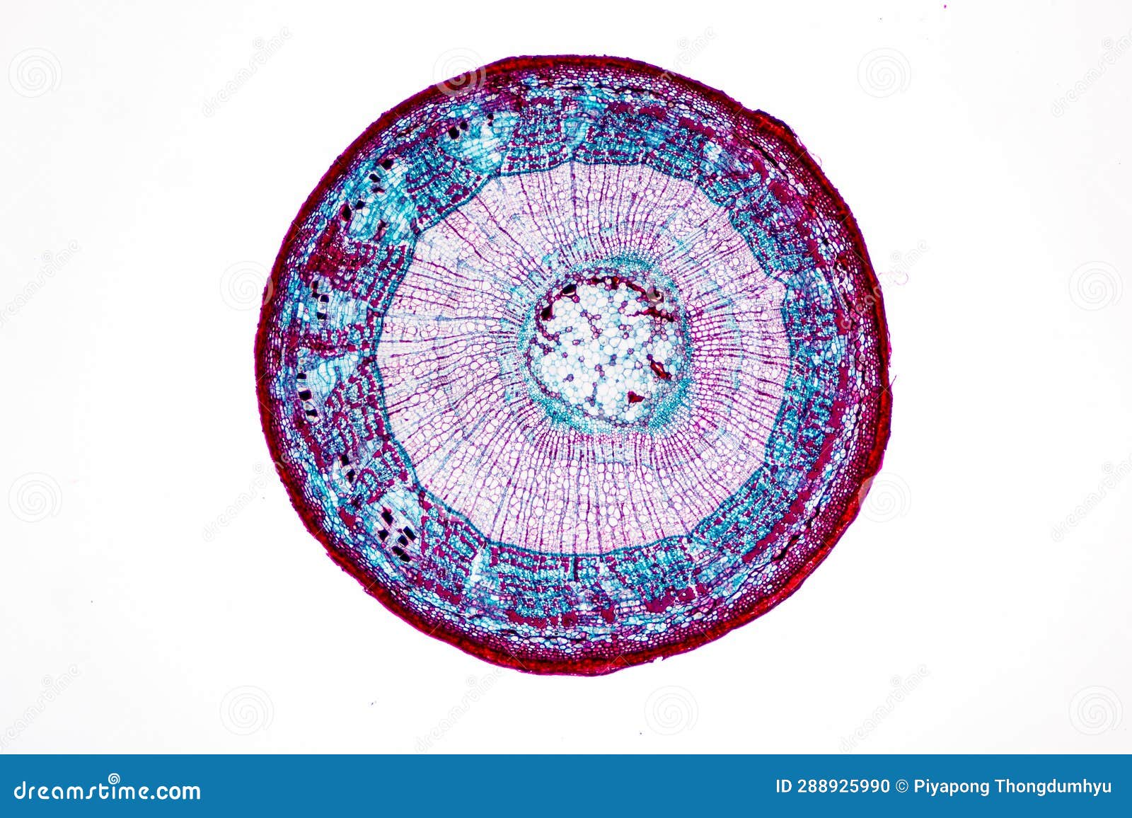 Plant Tissues Under the Microscope in the Laboratory. Stock Photo ...