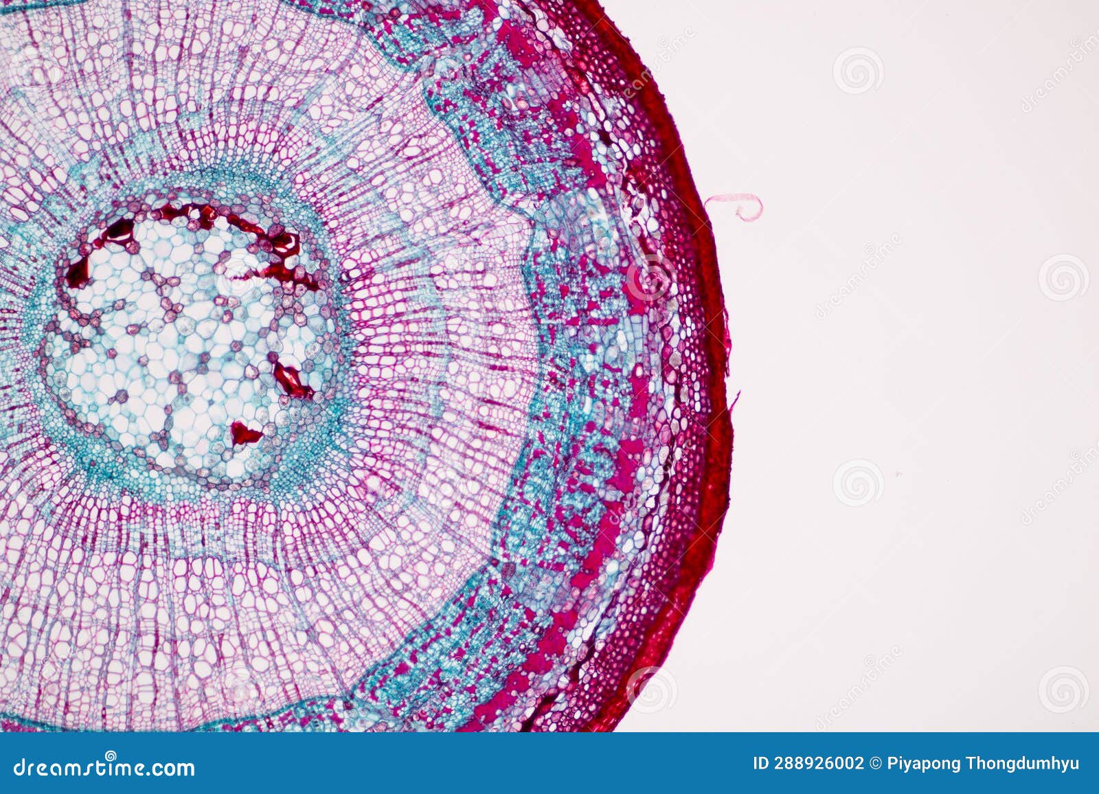 Plant Tissues Under the Microscope in the Laboratory. Stock Photo ...