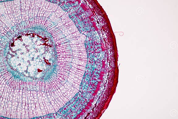 Plant Tissues Under the Microscope in the Laboratory. Stock Photo ...