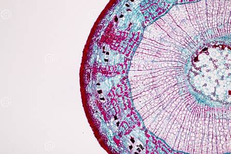 Plant Tissues Under the Microscope in the Laboratory. Stock Photo ...