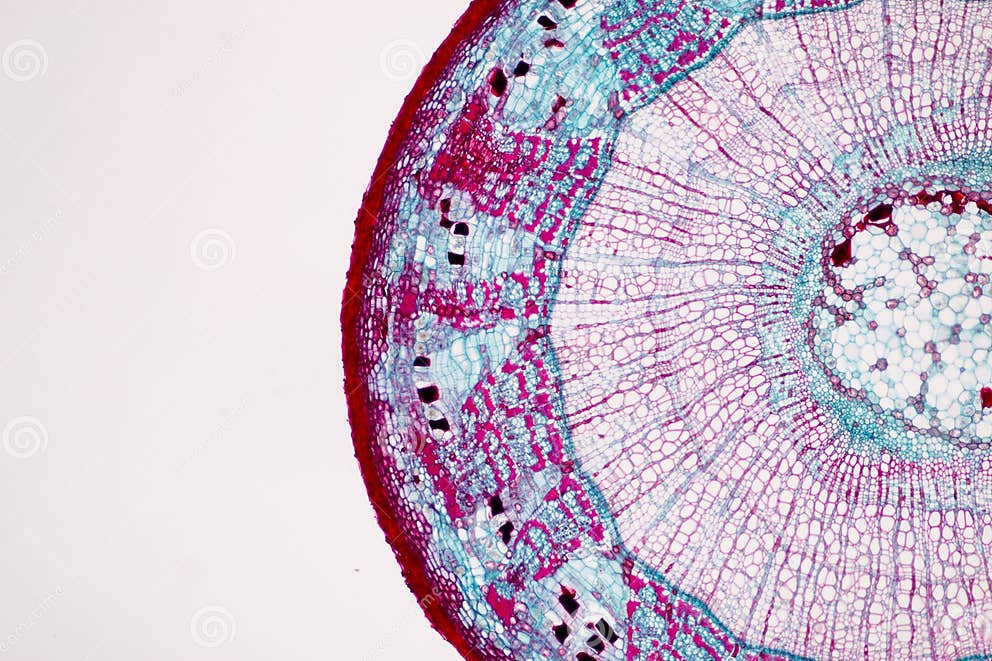 Plant Tissues Under the Microscope in the Laboratory. Stock Photo ...