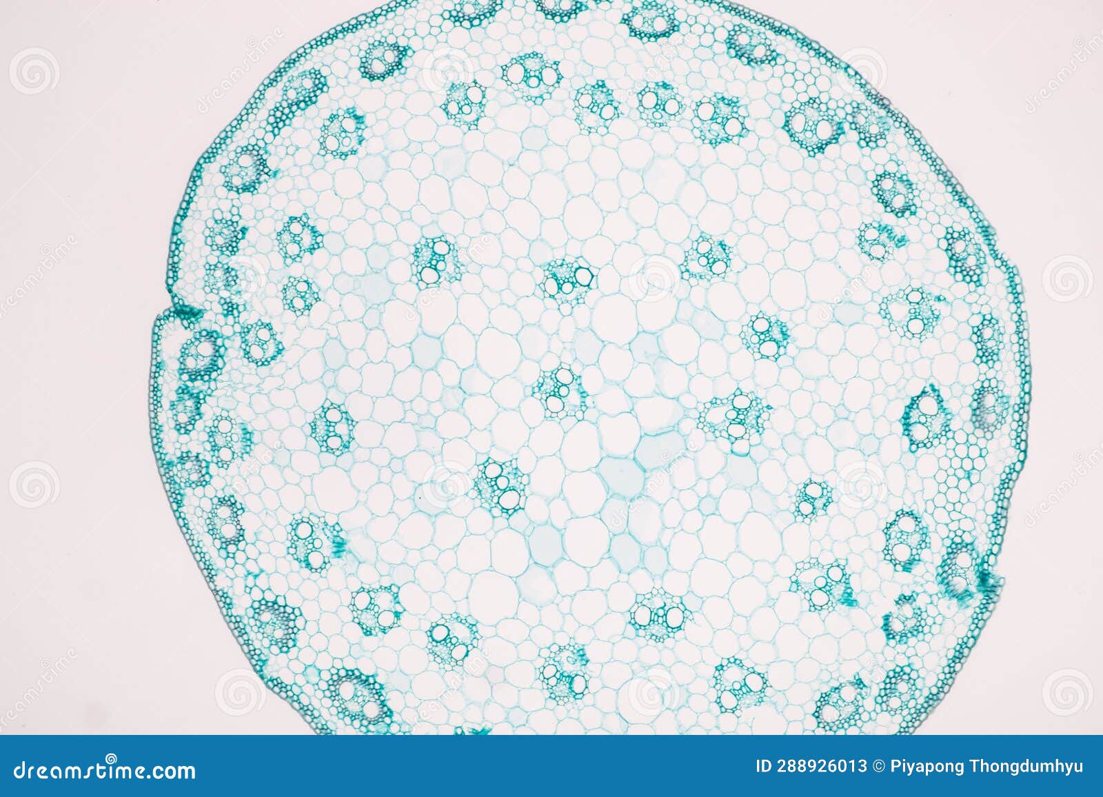 Plant Tissues Under the Microscope in the Laboratory. Stock Image ...