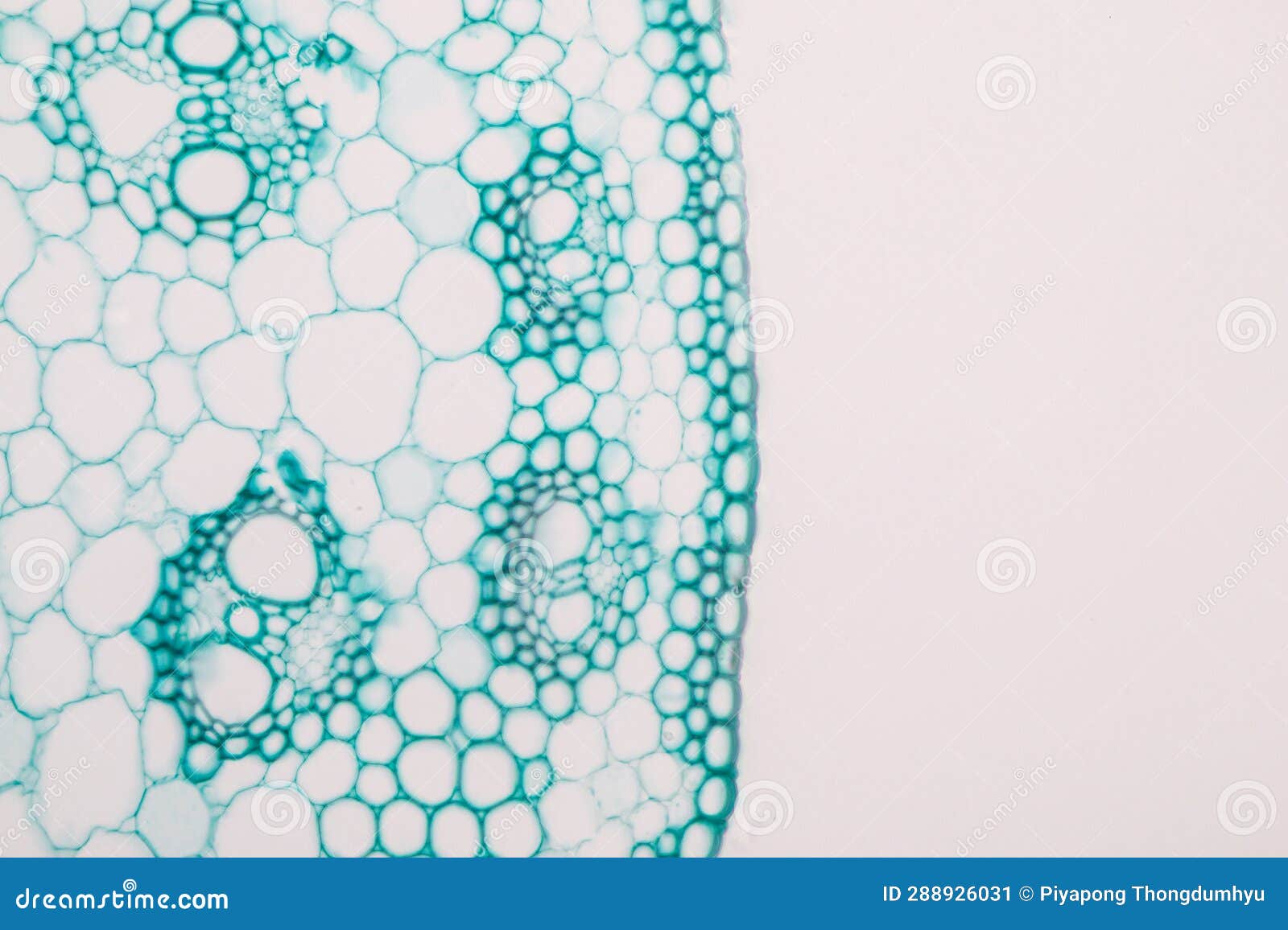 Plant Tissues Under the Microscope in the Laboratory. Stock Image ...