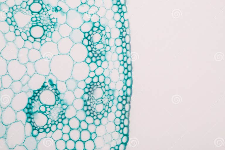 Plant Tissues Under the Microscope in the Laboratory. Stock Image ...