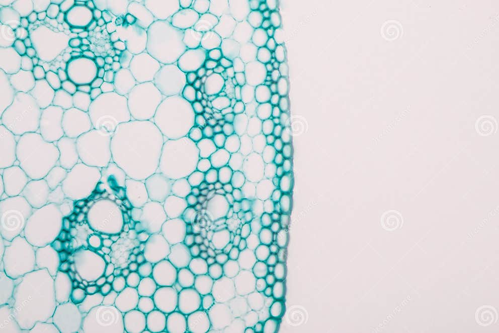 Plant Tissues Under the Microscope in the Laboratory. Stock Image ...
