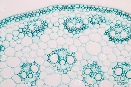 Plant Tissues Under the Microscope in the Laboratory. Stock Image ...