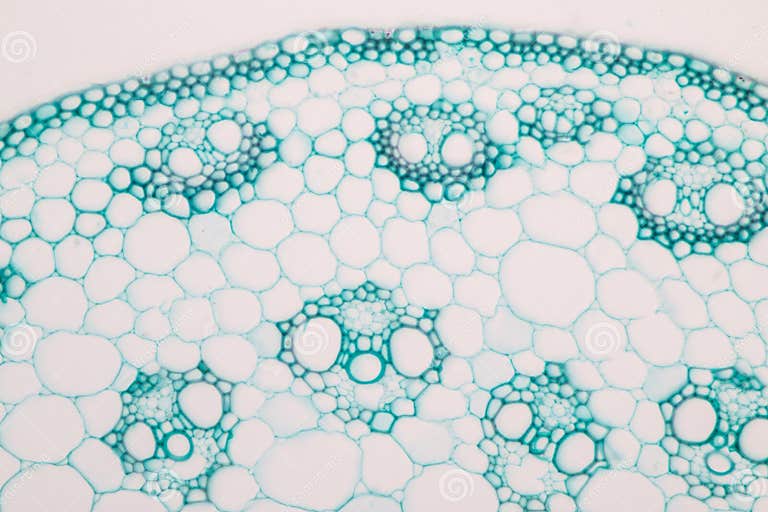 Plant Tissues Under the Microscope in the Laboratory. Stock Image ...