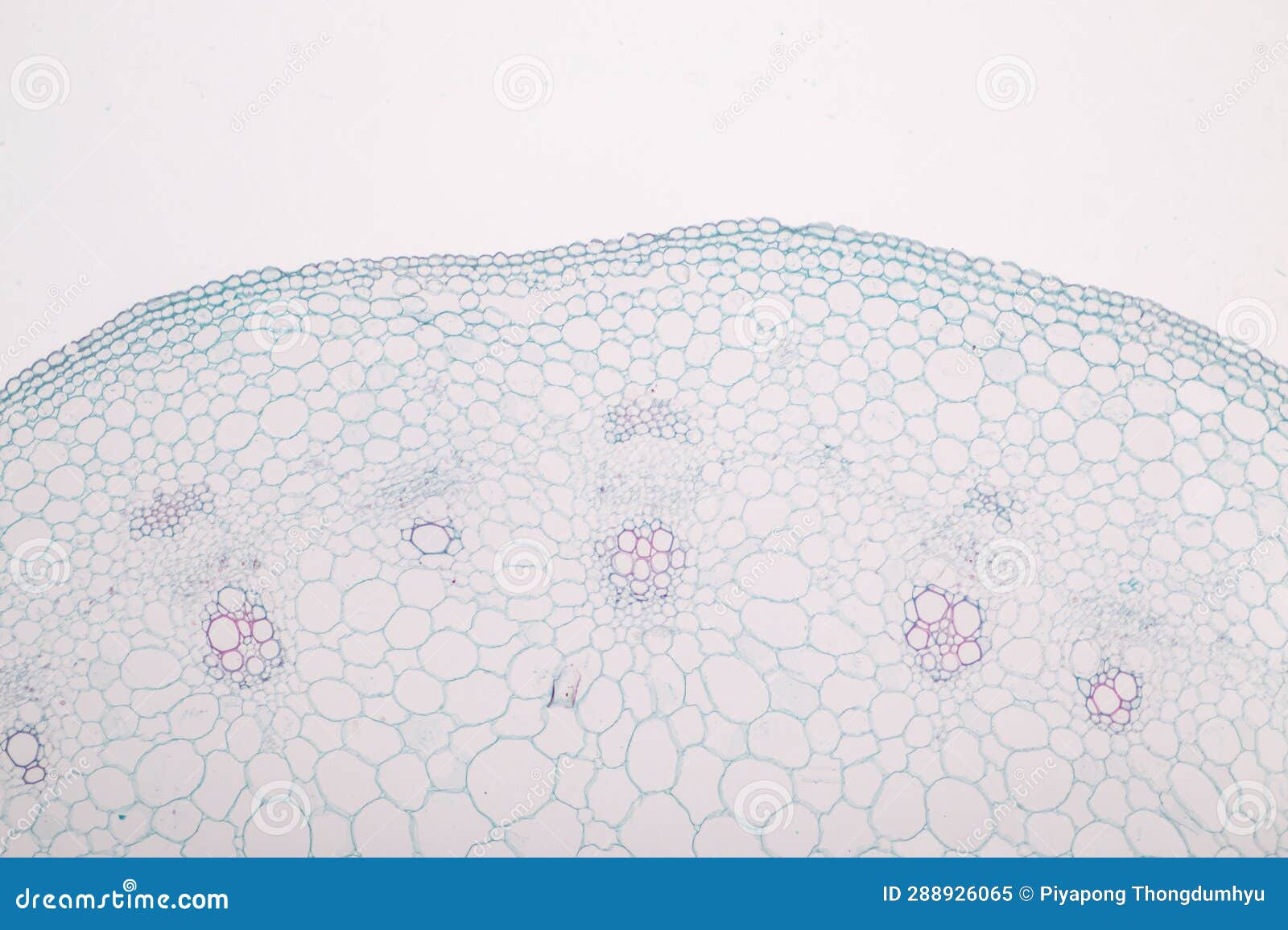 Plant Tissues Under The Microscope In The Laboratory. Stock Photography ...