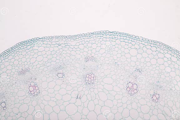 Plant Tissues Under the Microscope in the Laboratory. Stock Image ...