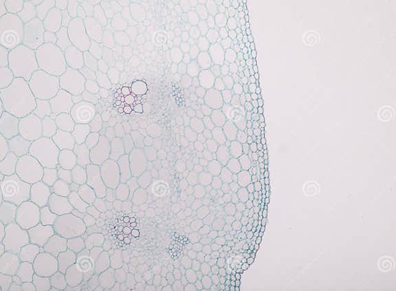 Plant Tissues Under the Microscope in the Laboratory. Stock Photo ...