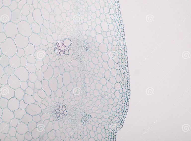 Plant Tissues Under the Microscope in the Laboratory. Stock Photo ...