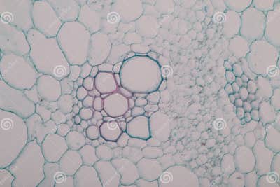 Plant Tissues Under the Microscope in the Laboratory. Stock Image ...