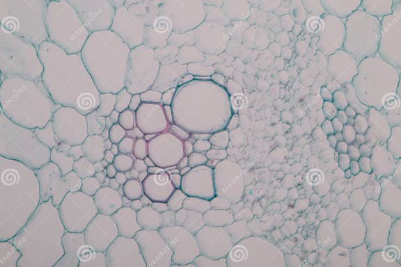 Plant Tissues Under the Microscope in the Laboratory. Stock Image ...