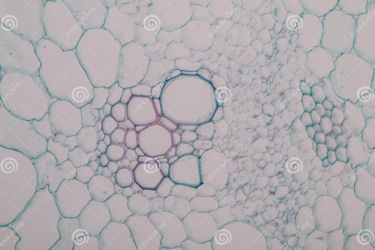 Plant Tissues Under the Microscope in the Laboratory. Stock Image ...