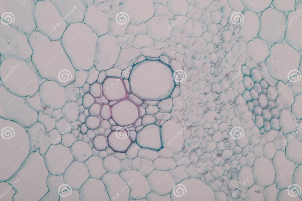 Plant Tissues Under the Microscope in the Laboratory. Stock Image ...