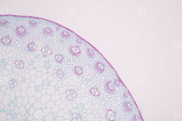 Plant Tissues Under the Microscope in the Laboratory. Stock Image ...
