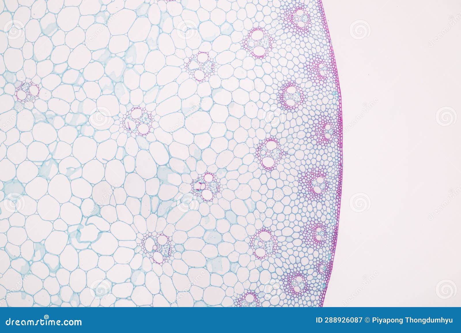Plant Tissues Under the Microscope in the Laboratory. Stock Image ...