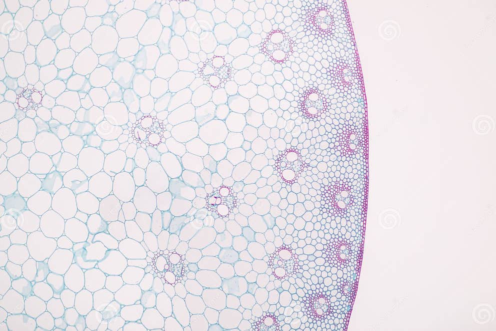 Plant Tissues Under the Microscope in the Laboratory. Stock Image ...